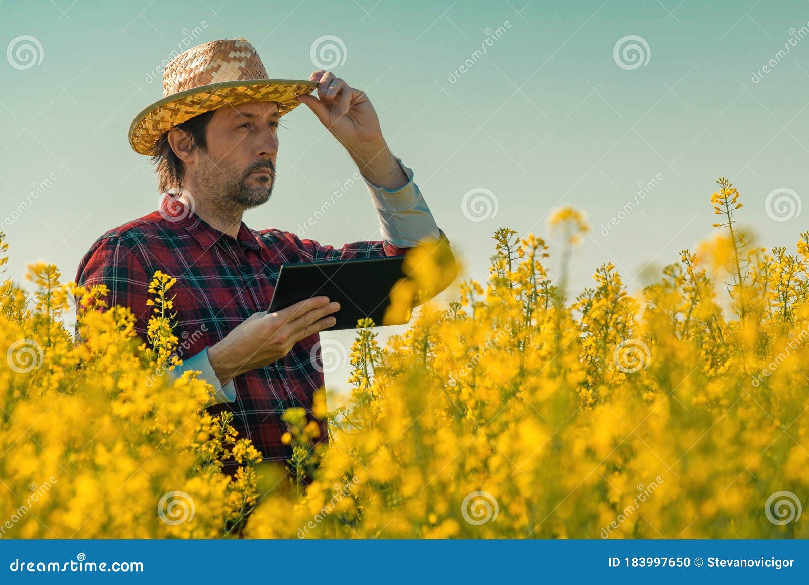 Oilseed Farmer Using Tablet Computer in Blooming Field Stock Photo ...