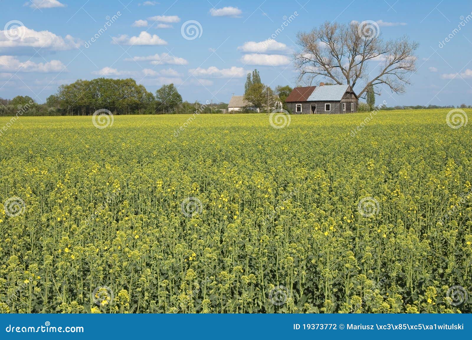 Oilseed field stock photo. Image of landscape, field - 19373772