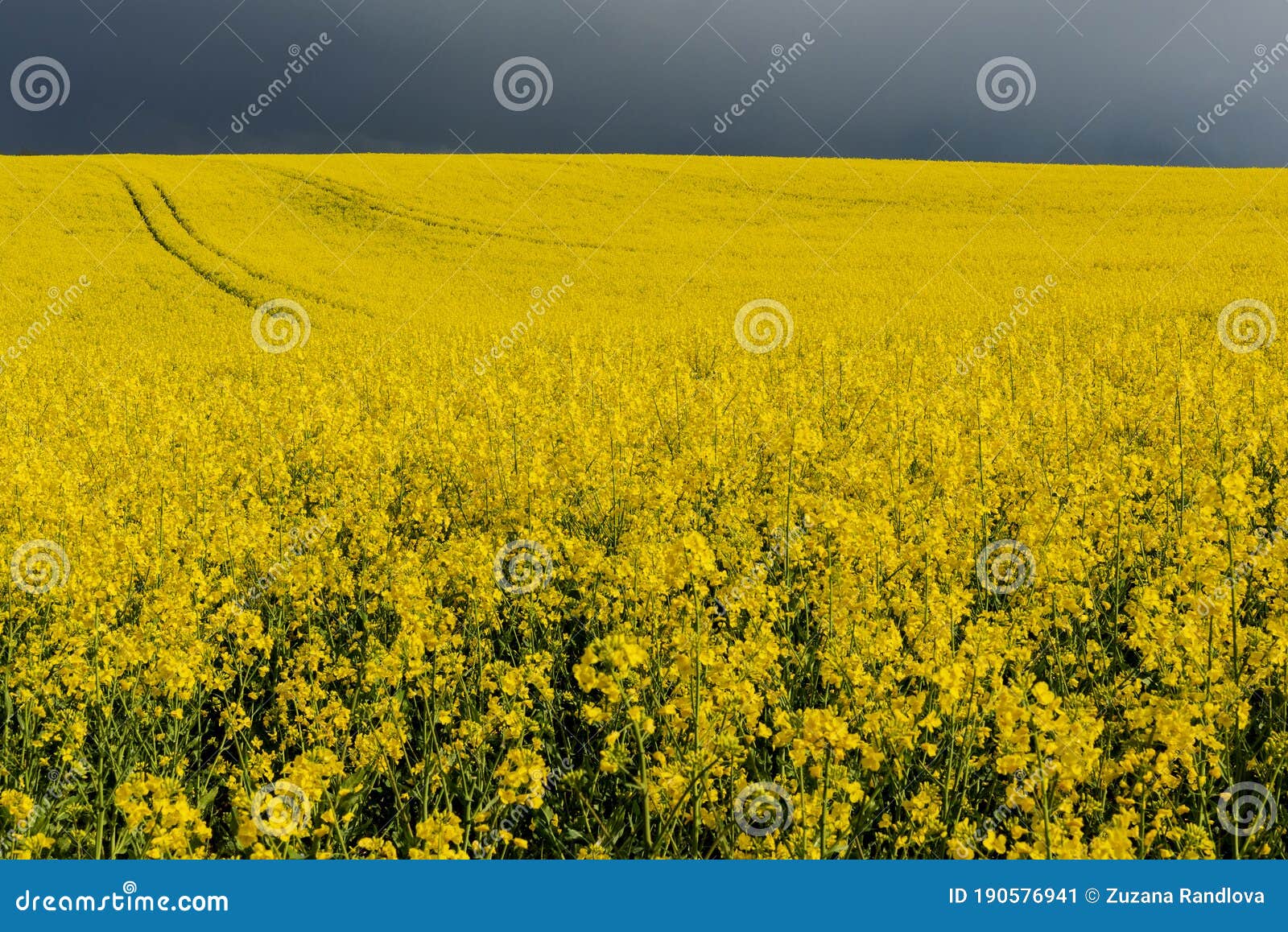 Oilseed field in flower stock image. Image of gray, farming - 190576941