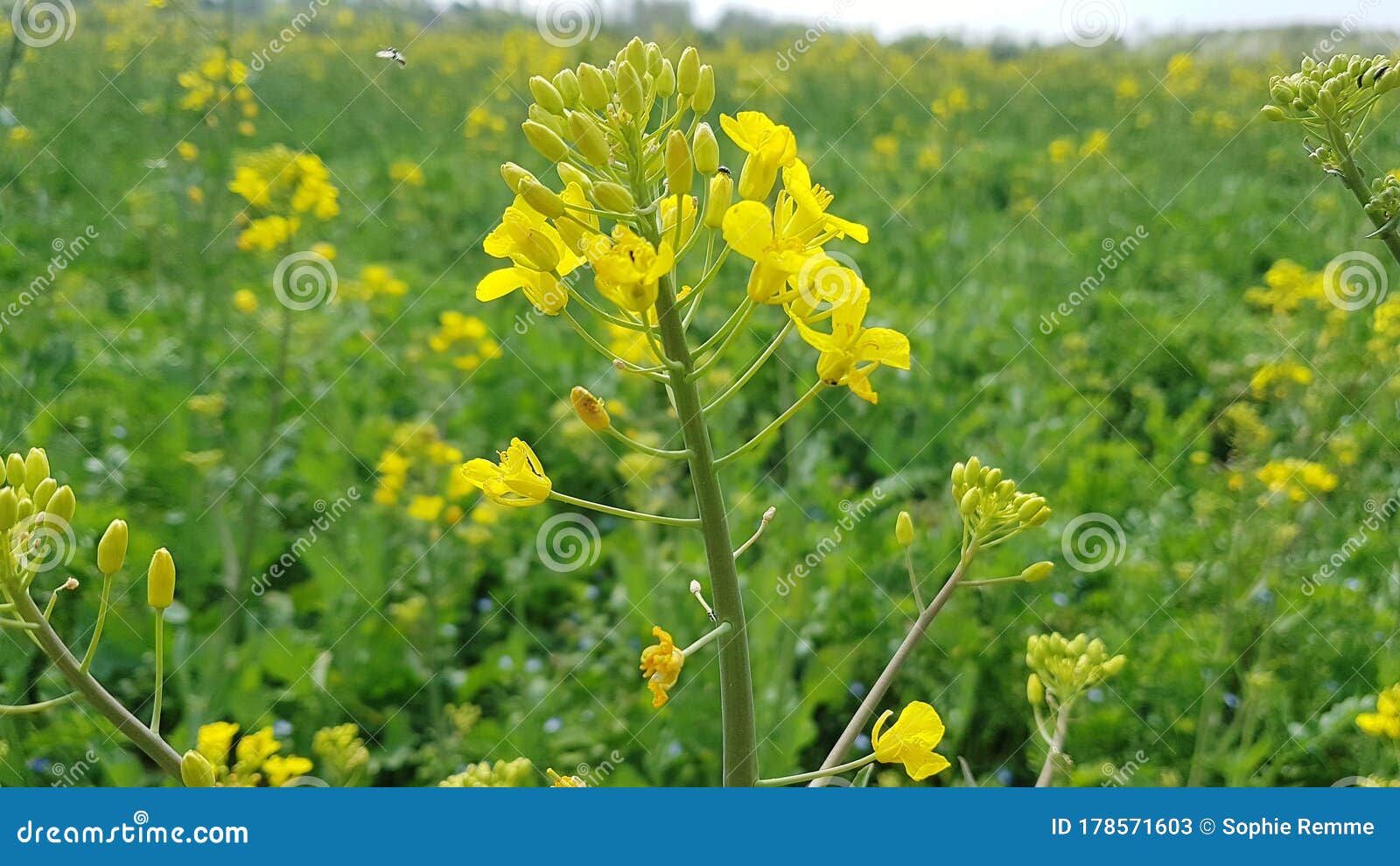Oilseed in the nature stock image. Image of flower, oilseed - 178571603