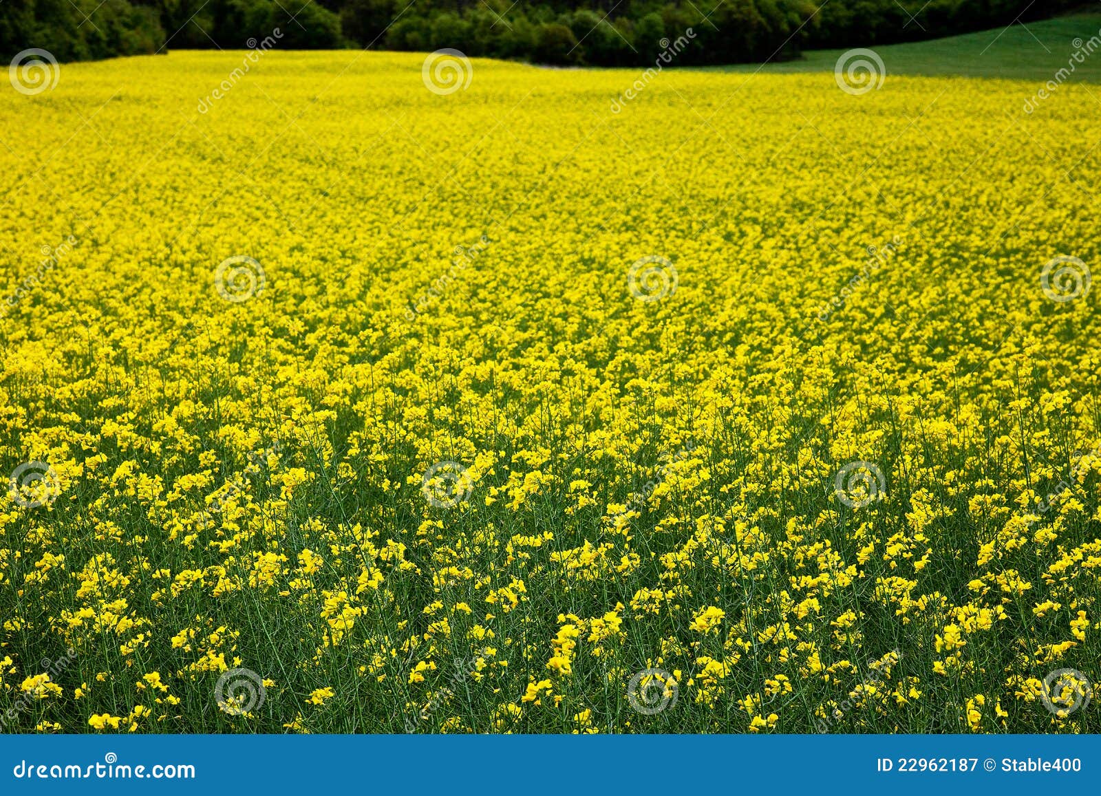Oilseed plants stock image. Image of culture, plant, field - 22962187