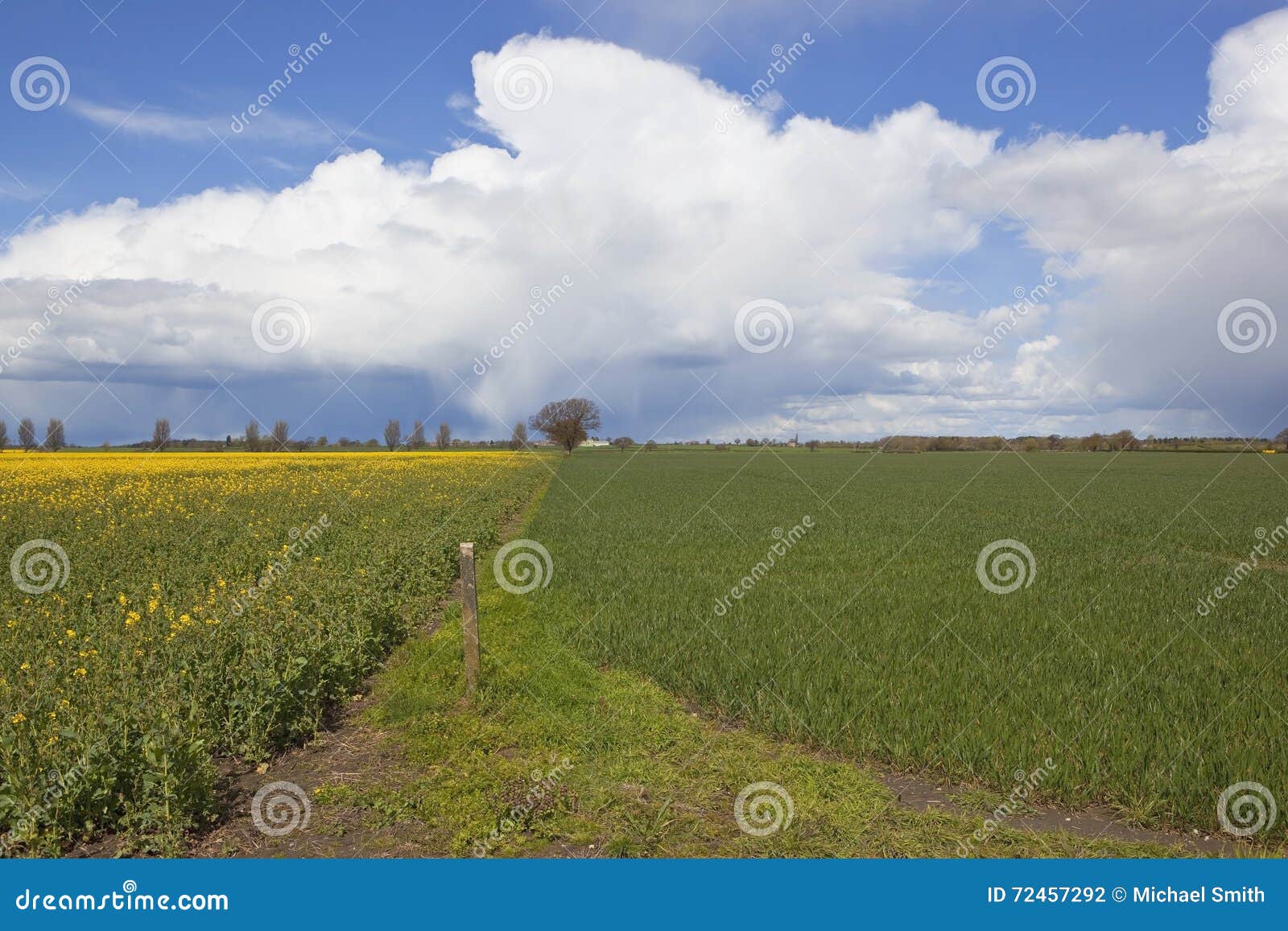 Oilseed and Wheat Crops Under a Dramatic Sky Stock Photo - Image of ...