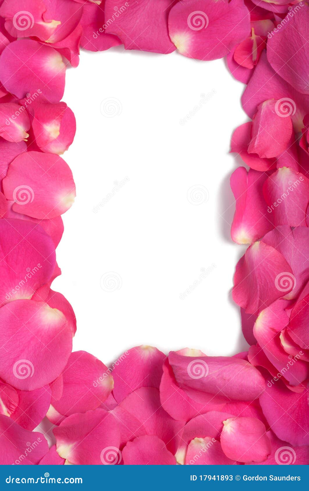 Oink rose petal border stock image. Image of rose, studio - 17941893