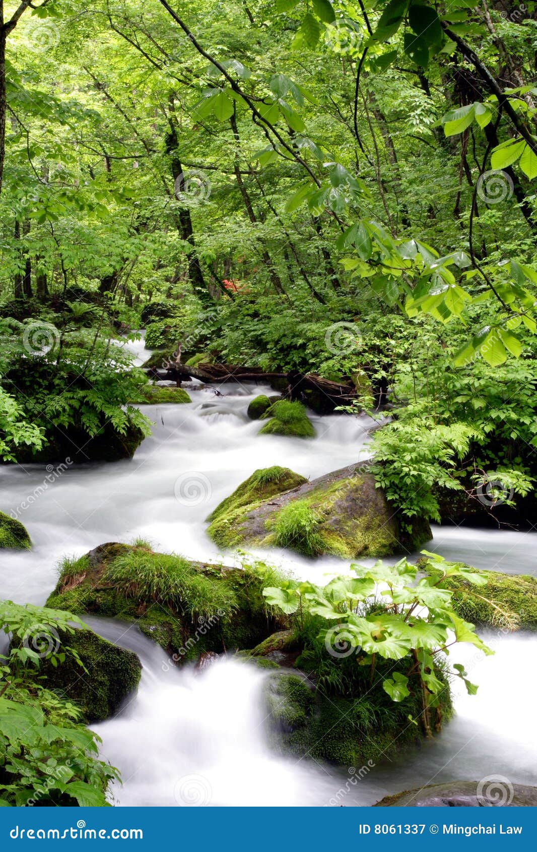 Oirase-gawa River stock image. Image of gawa, garden, beauty - 8061337