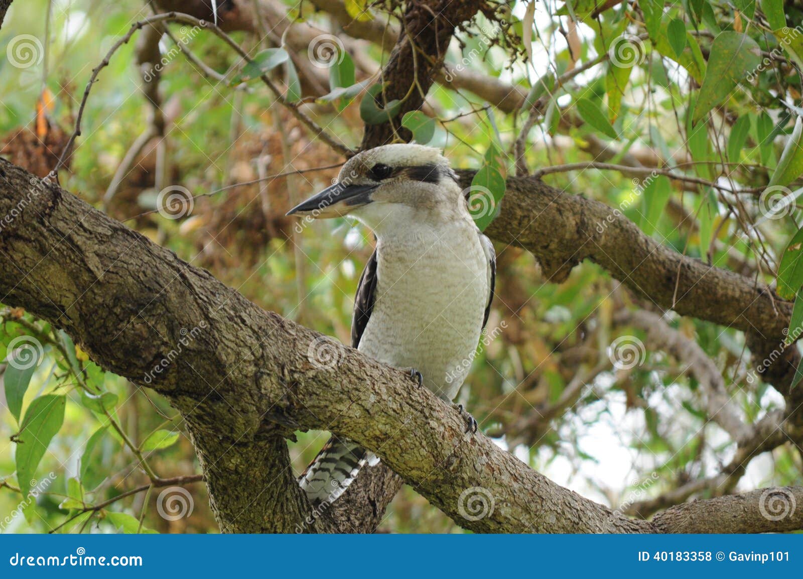 Oiseau Australien De Martin-chasseur Photo stock - Image du indigène ...
