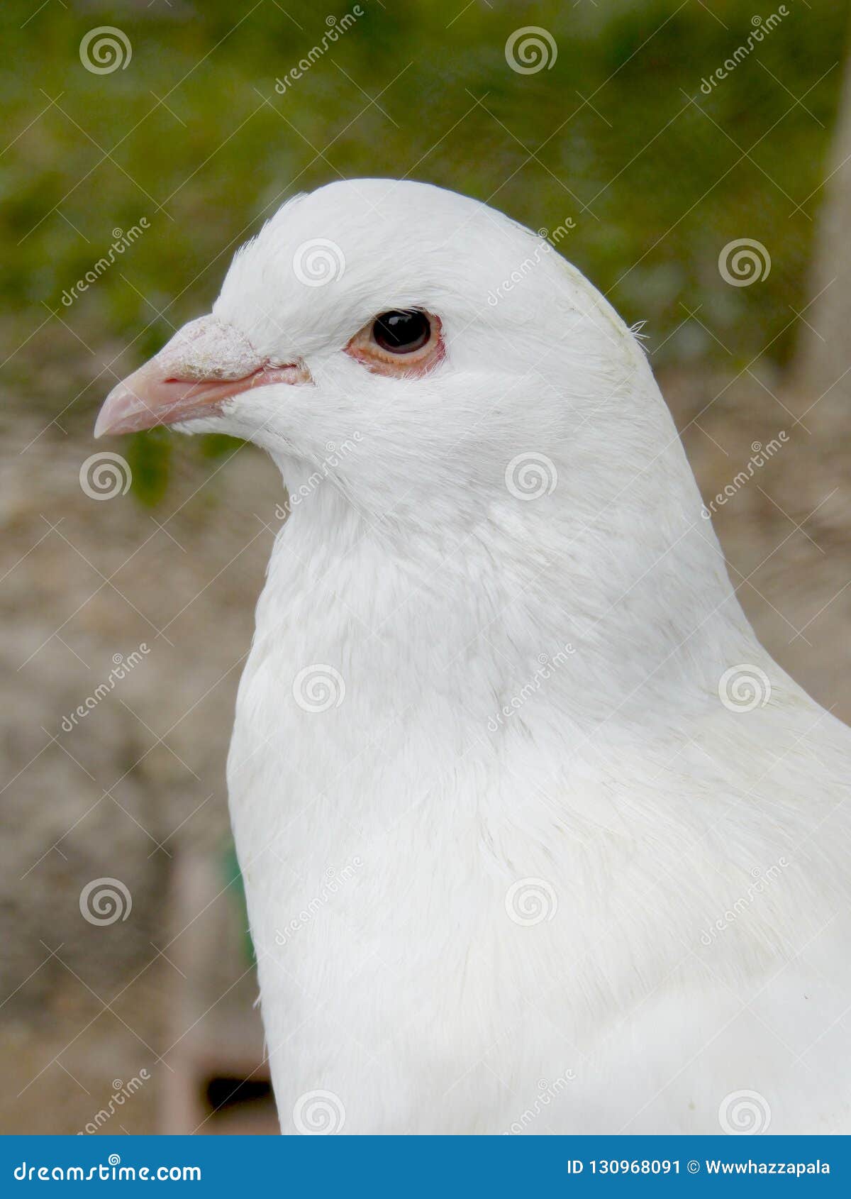 Oiseau Blanc Avec Le Bec Rose Image stock - Image du attaché, intense ... Oiseau Blanc Avec Le Bec Rose Image stock - Image du attaché, intense ...