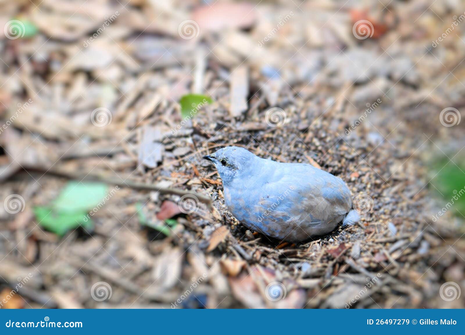 Oiseau, caille bleu-clair image stock. Image du animal - 26497279