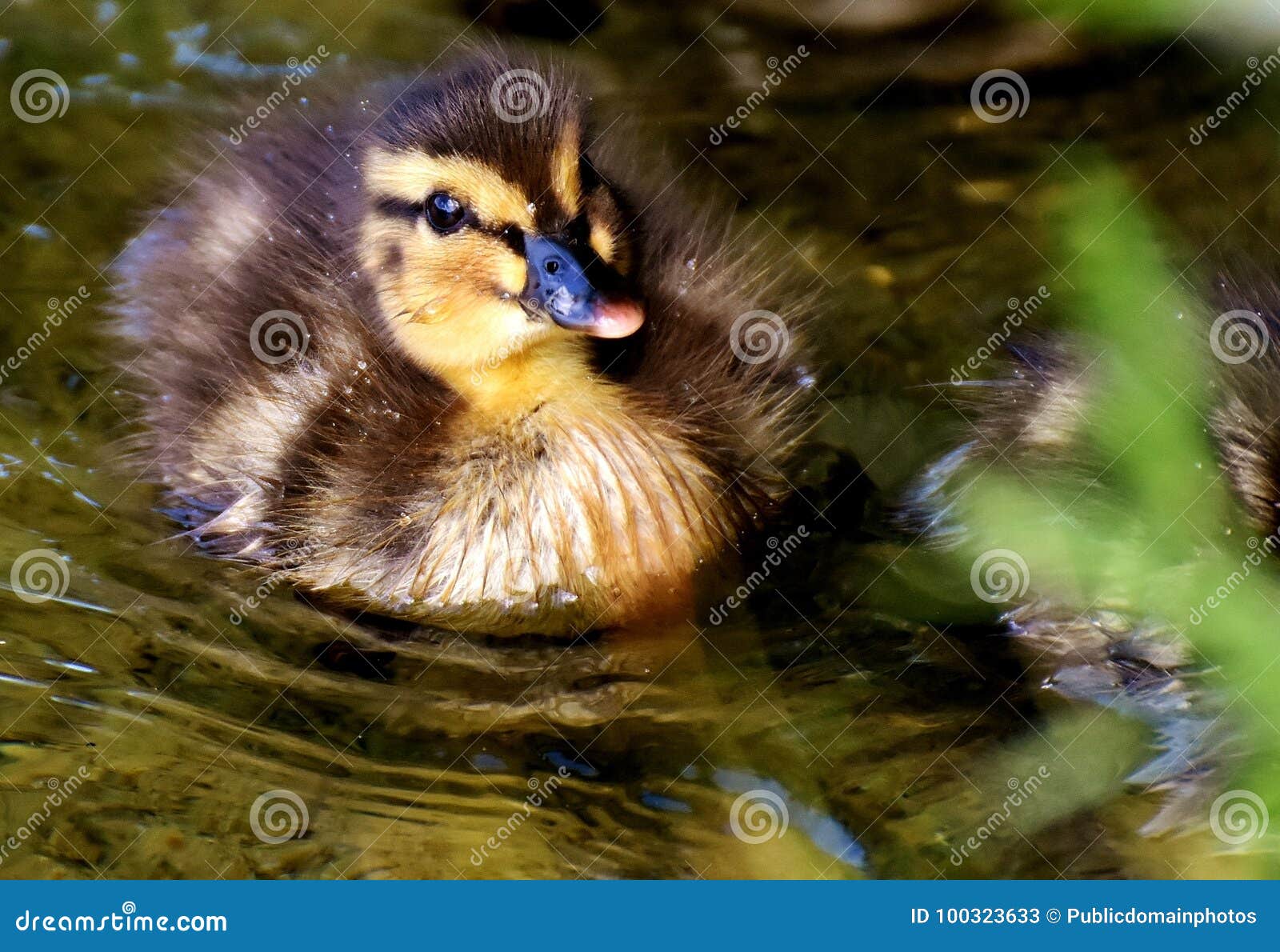 Bec De Canard Des Espèces Sauvages D'oiseaux Image. Image: 100323633
