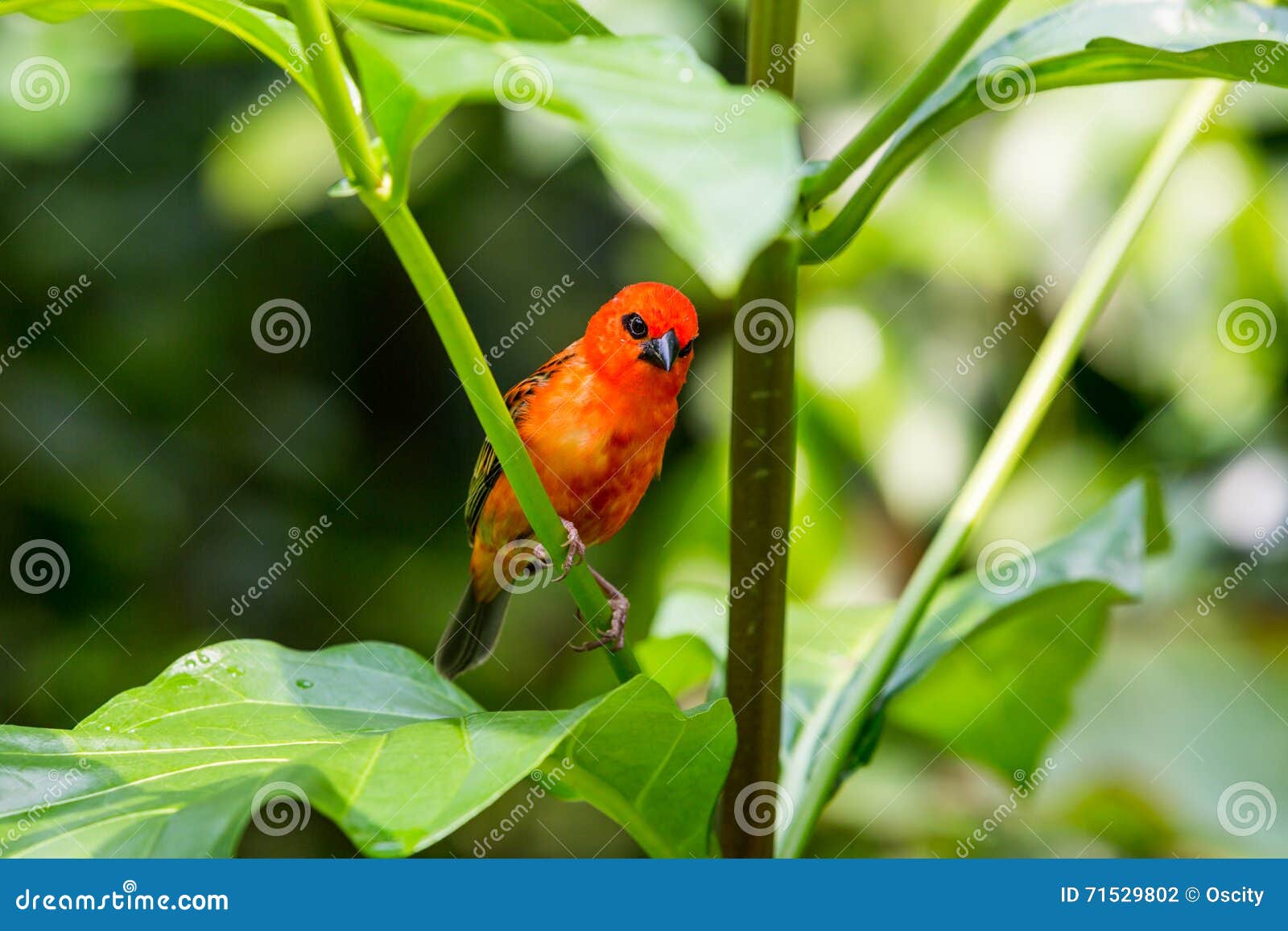 Oiseau Cardinal Rouge Dans Un Zoo Suisse Photo stock - Image du ...