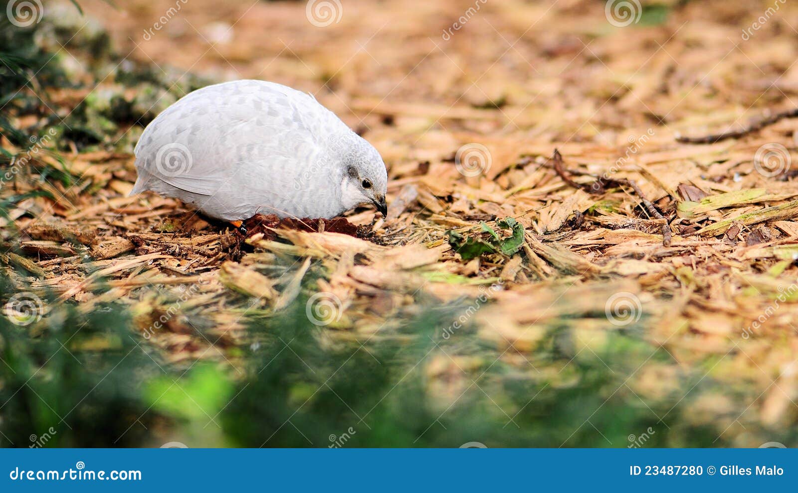 Oiseau de cailles photo stock. Image du normal, extérieur - 23487280