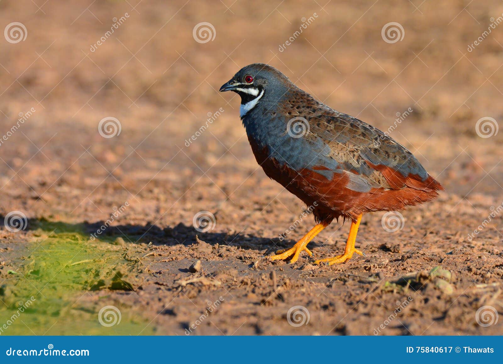 Oiseau de cailles de roi image stock. Image du clavette - 75840617