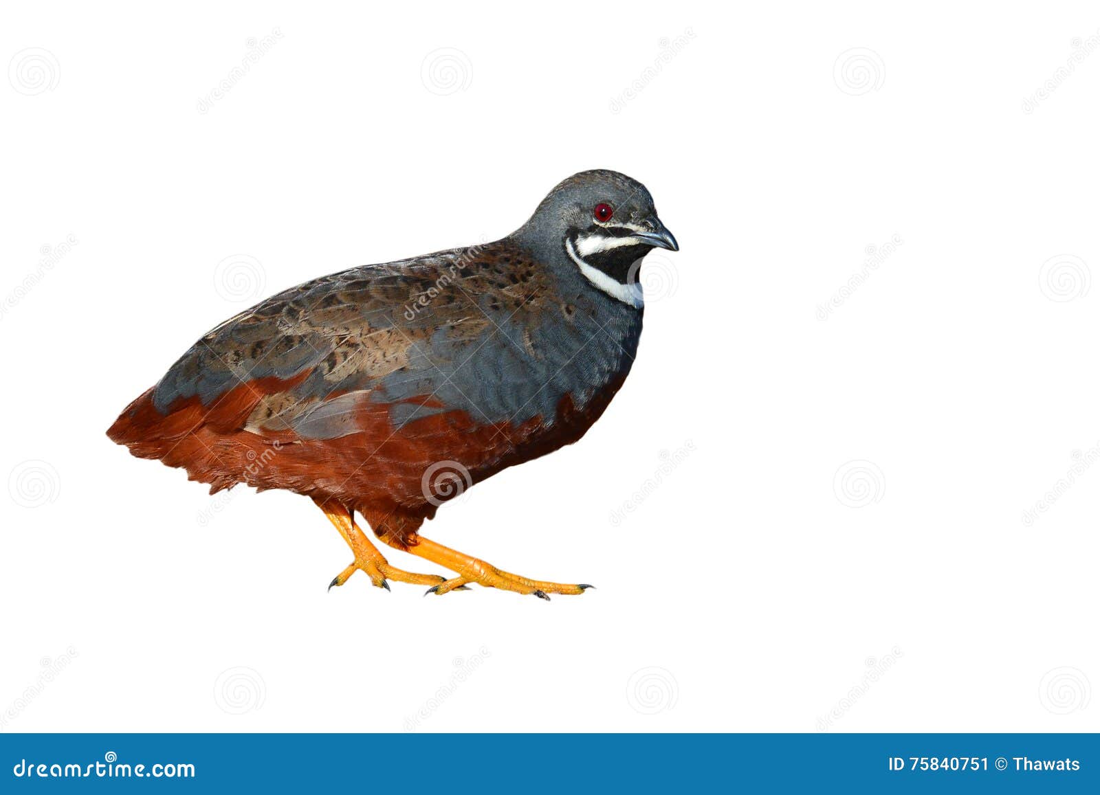 Oiseau de cailles de roi image stock. Image of clavette - 75840751