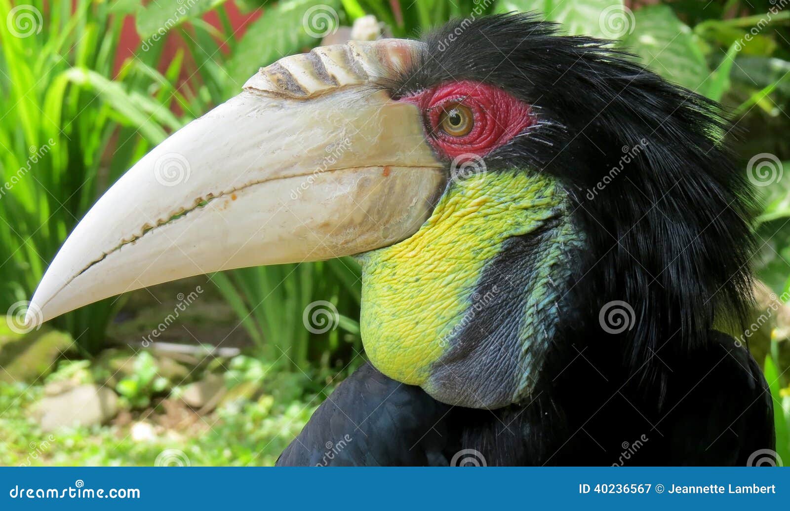 Oiseau de calao image stock. Image du oiseau, facture - 40236567