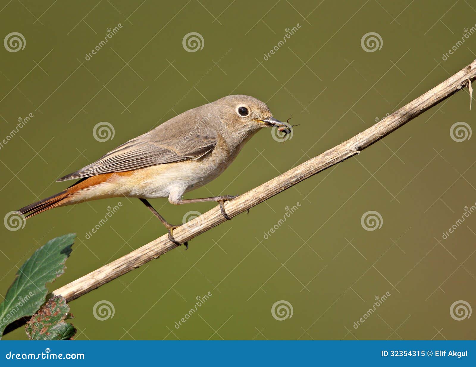 Oiseau de chasseur image stock. Image du chasse, chasseur - 32354315