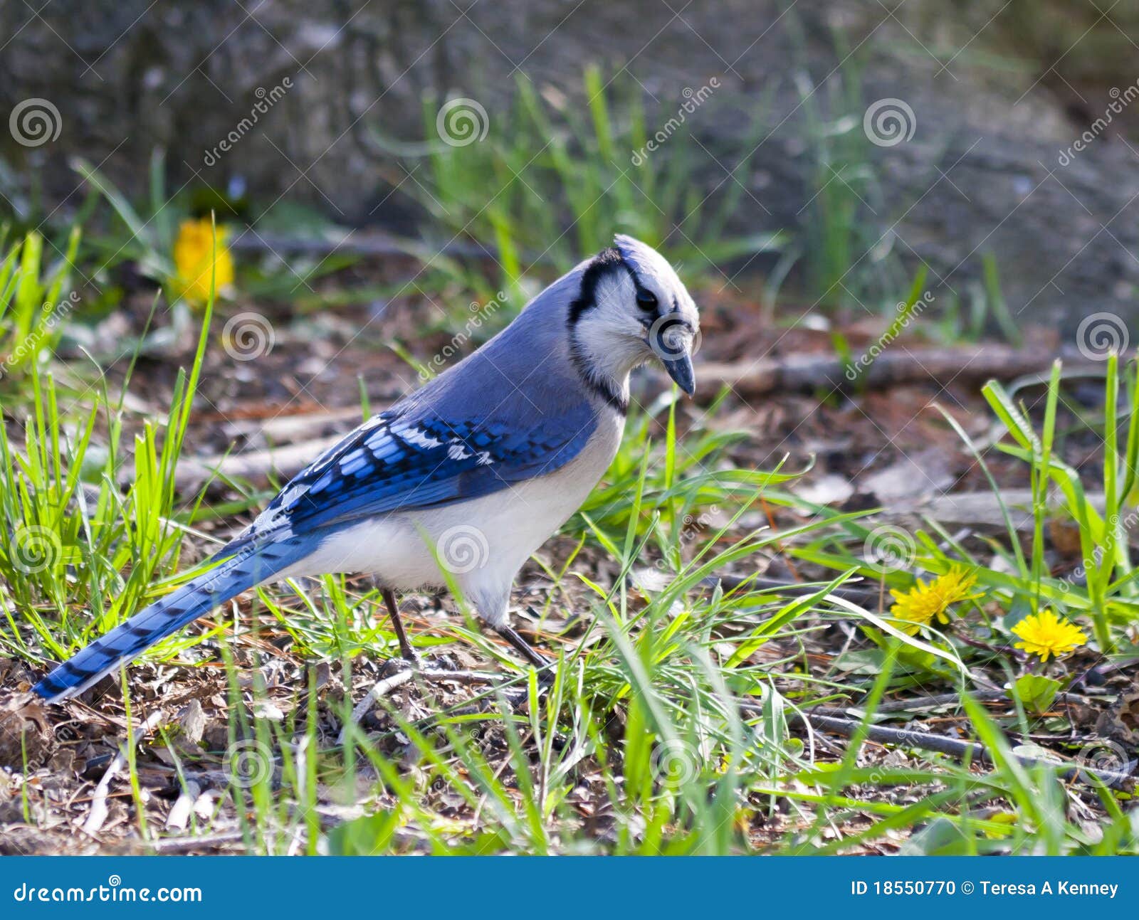 Oiseau de Jay bleu photo stock. Image du couleur, américain - 18550770
