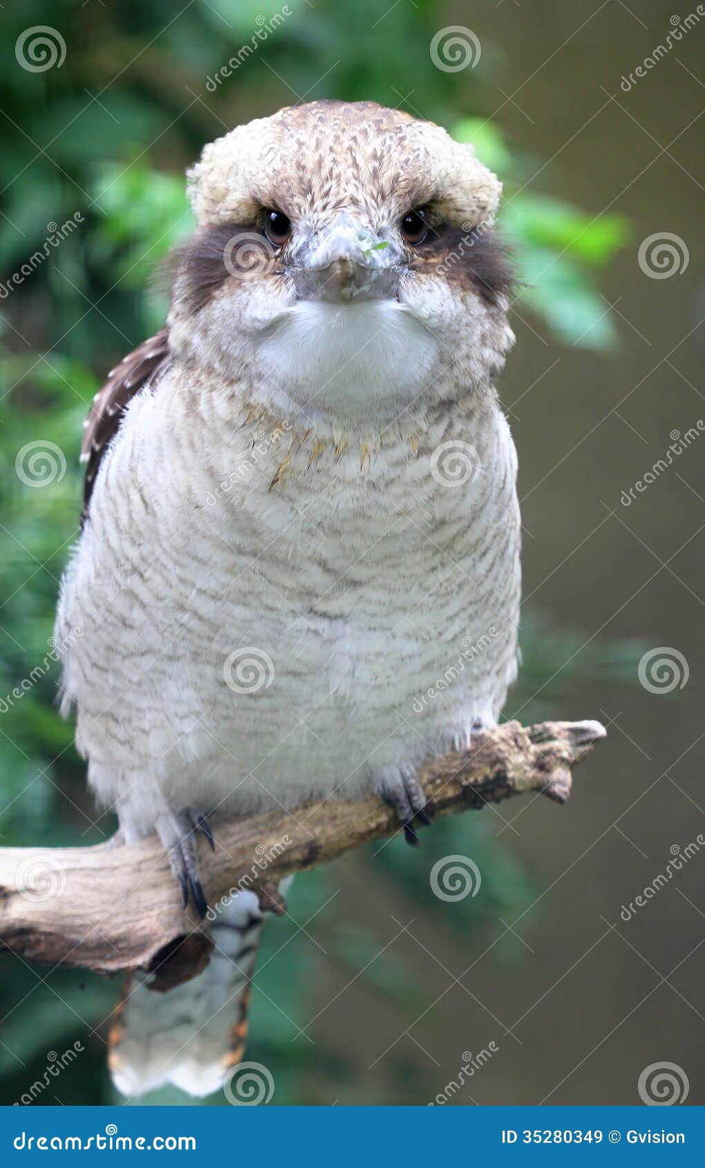 Oiseau de martin-chasseur image stock. Image du guinée - 35280349