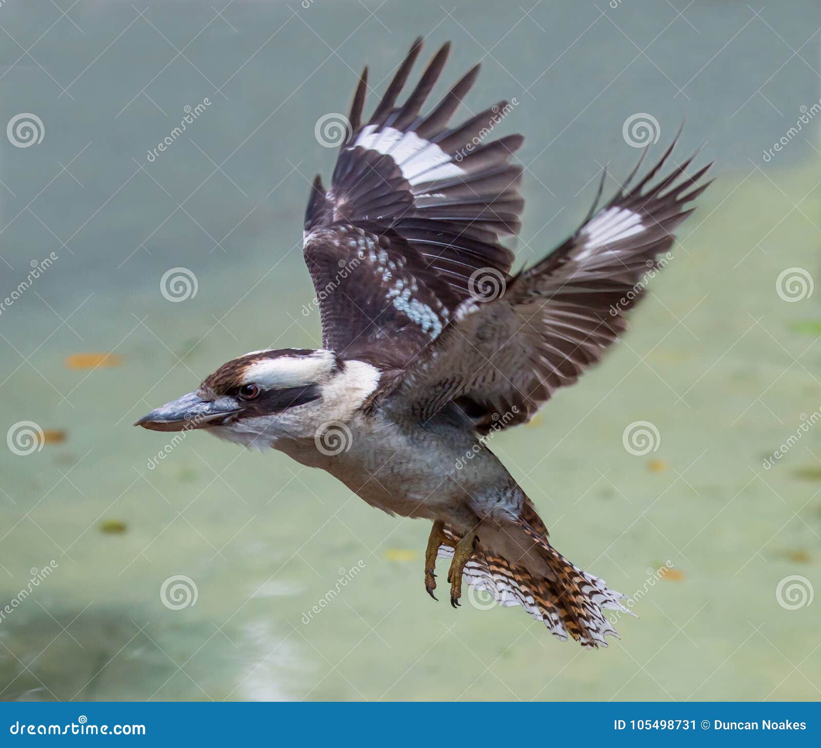 Oiseau De Martin-chasseur En Vol Image stock - Image du oiseau, normal ...