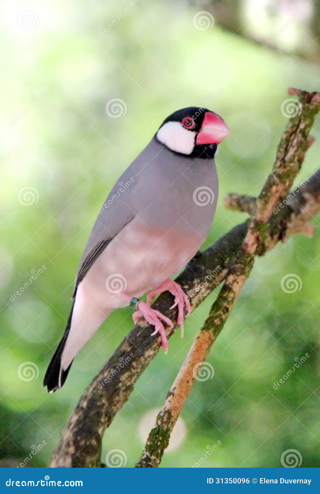 Oiseau de padda de Java photo stock. Image of oeillet - 31350096