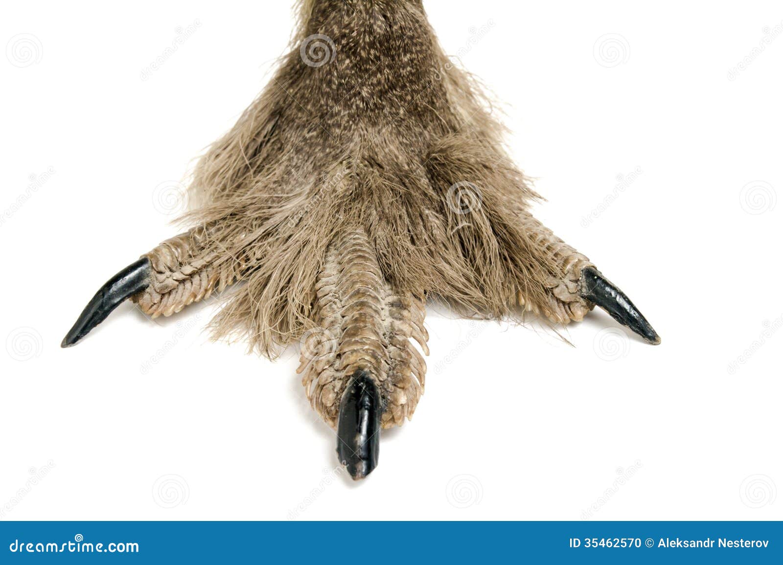 Oiseau de patte de proie photo stock. Image du chasse - 35462570