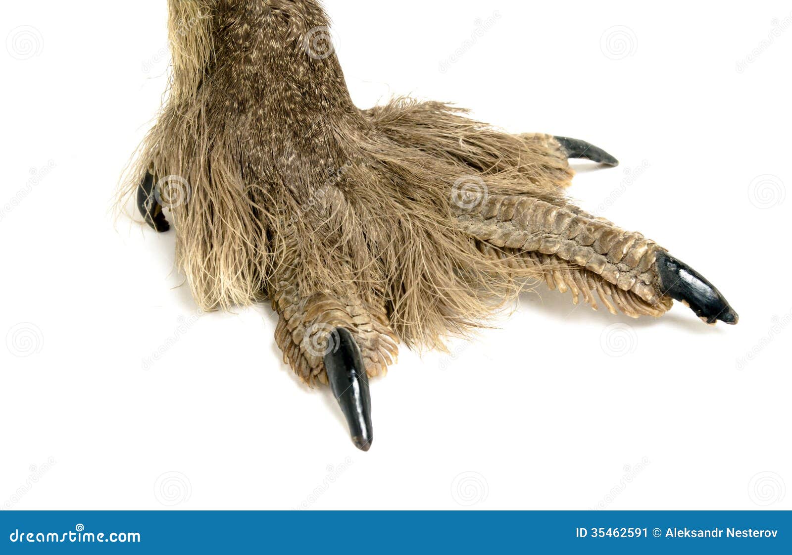 Oiseau de patte de proie image stock. Image du forêt - 35462591