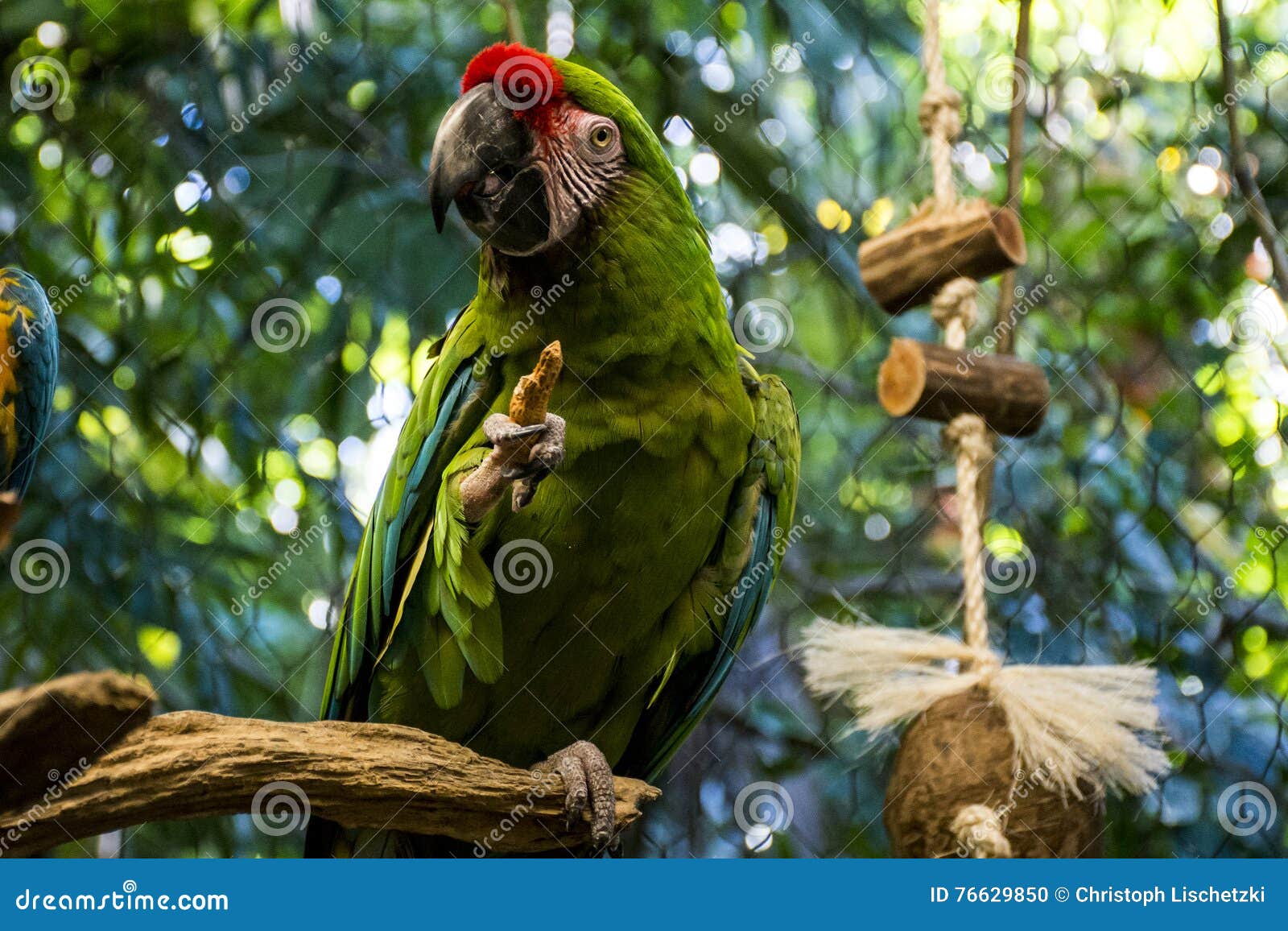 Oiseau 2 De Perroquet De Faune Du Mexique Yucatan Photo stock - Image ...