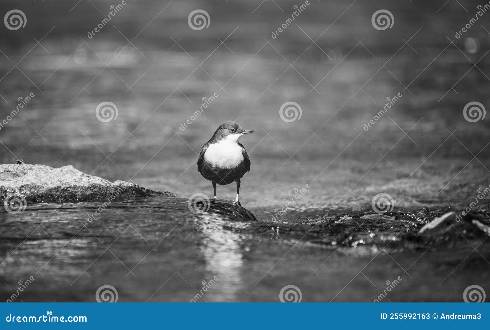 White-throated Dipper or European Dipper (Cinclus Cinclus) Stock Image ...