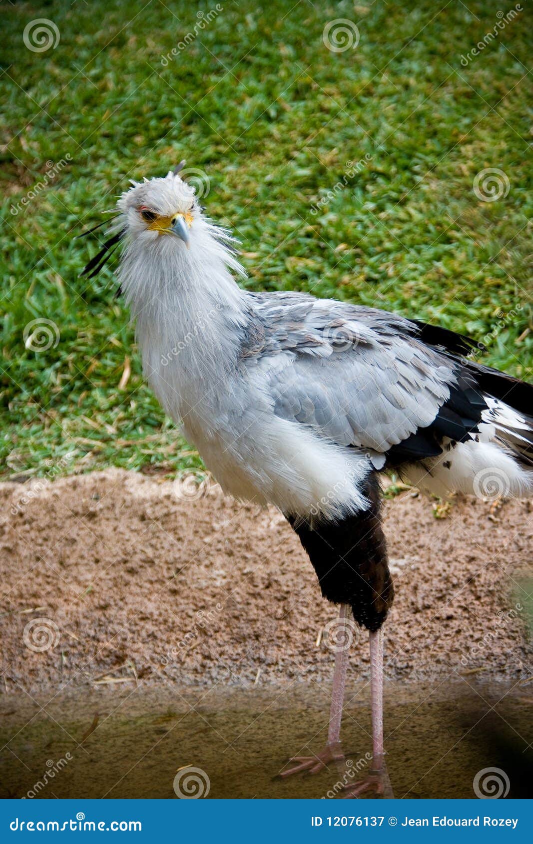 Images Oiseau De Patte De Proie - Téléchargez 449 Photos libres de droits