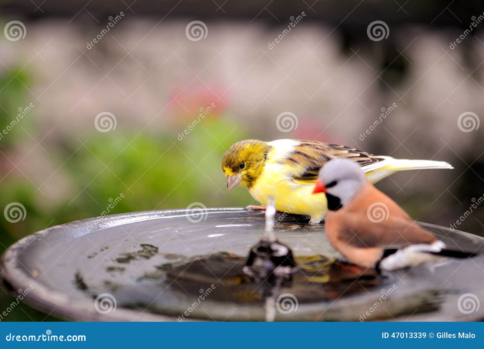 Oiseau Jaune Canari Dans L'eau Image stock - Image du stationnements ...