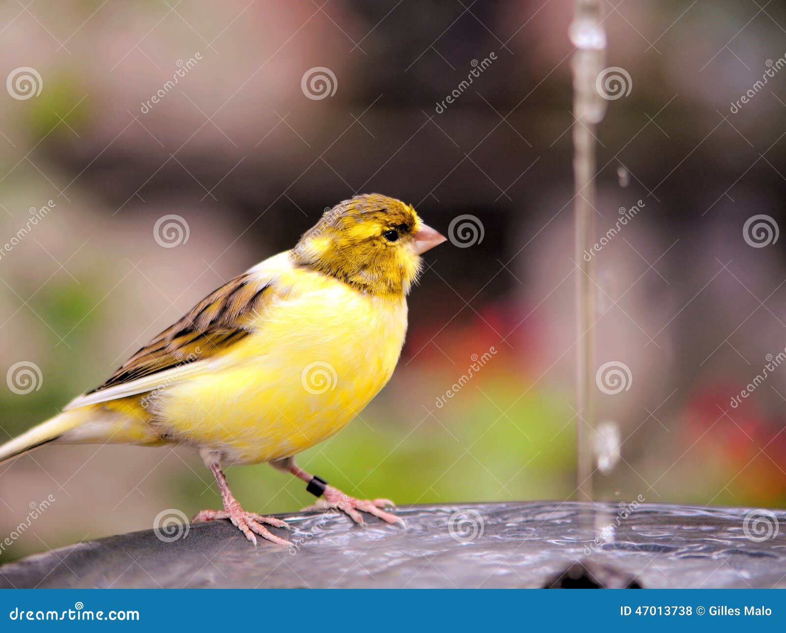 Oiseau Jaune Canari Jaune Dans La Vasque Photo stock - Image du fermer ...