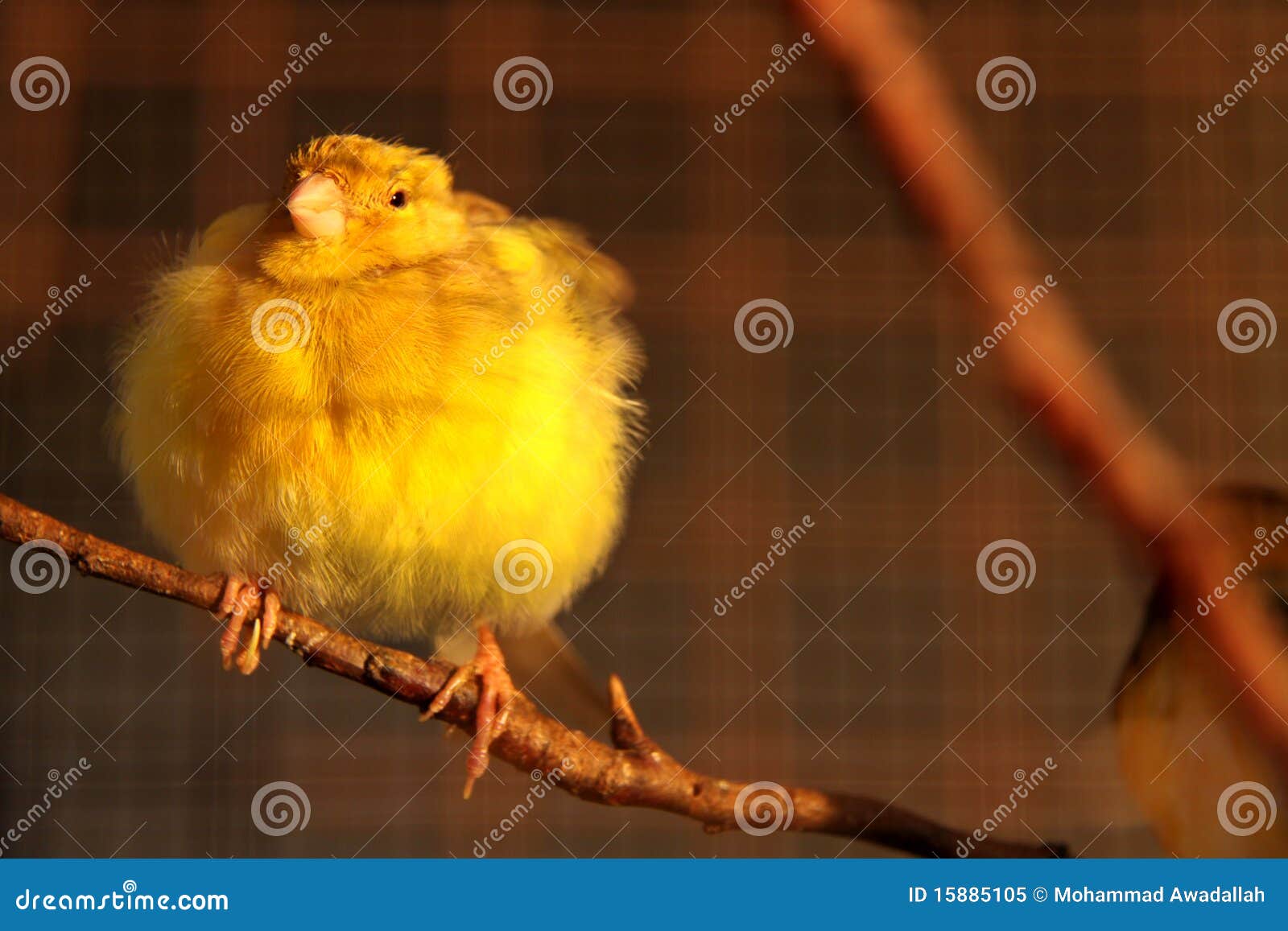 Oiseau jaune canari mignon image stock. Image du vieux - 15885105