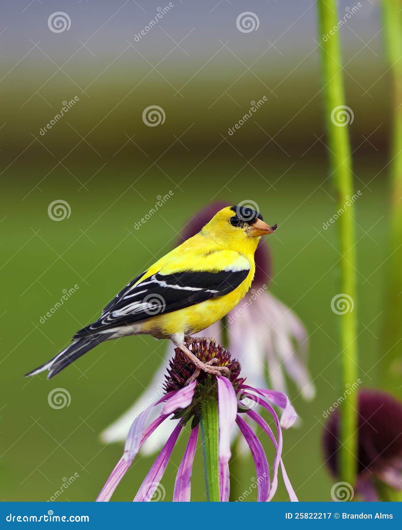 Oiseau Jaune Canari Sauvage Image stock - Image du jaune, été: 25822217