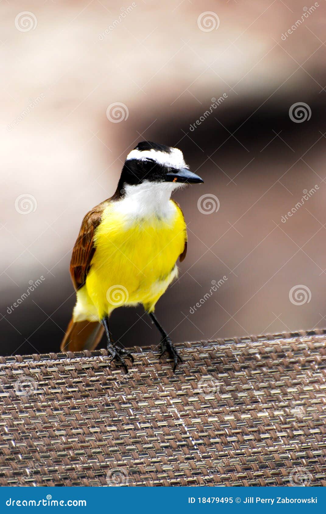 Oiseau Jaune Et Brun De Kiskadee Grand Image stock - Image du rayé ...