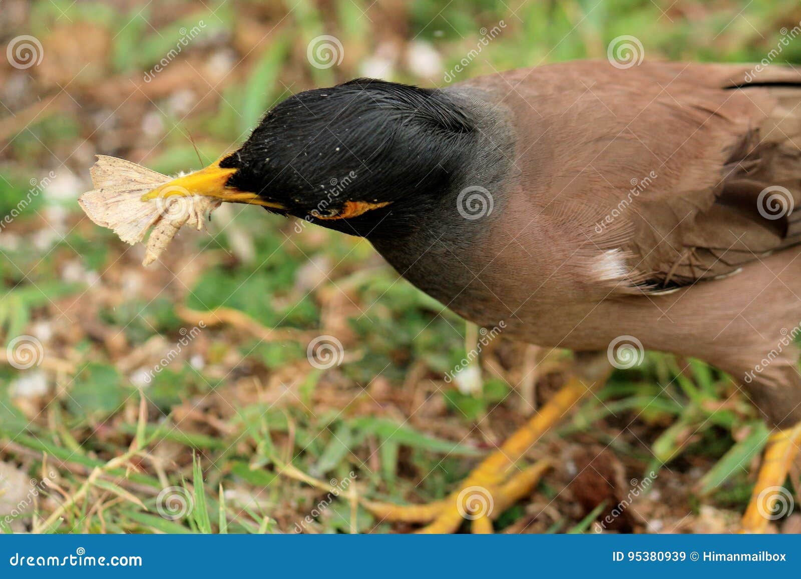 Oiseau mangeant l'insecte image stock. Image of myna - 95380939