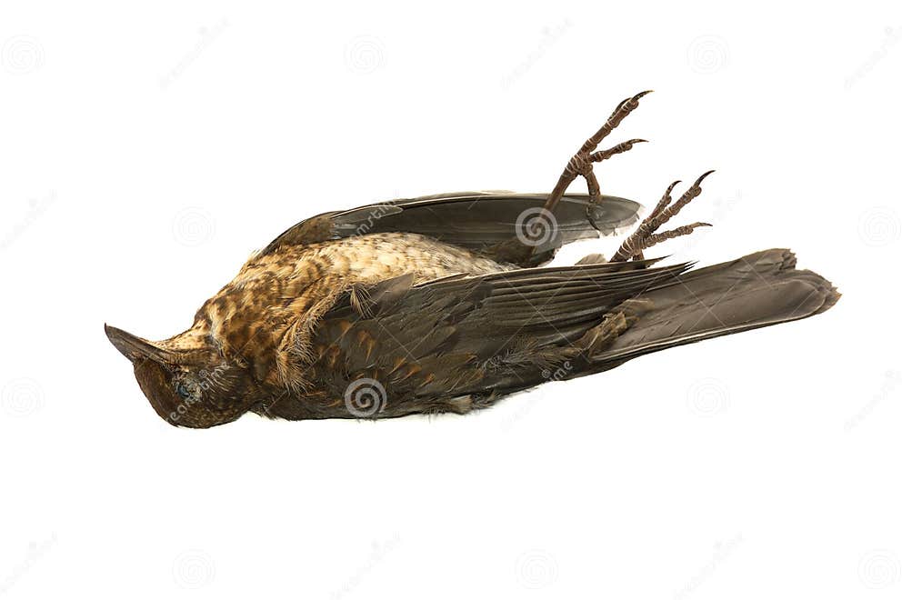 Oiseau mort image stock. Image du tuer, victime, oiseau - 12445439