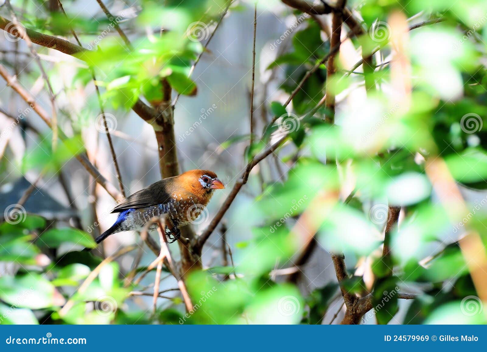 Oiseau Multicolore De Pinson Image stock - Image du domestiqué ...