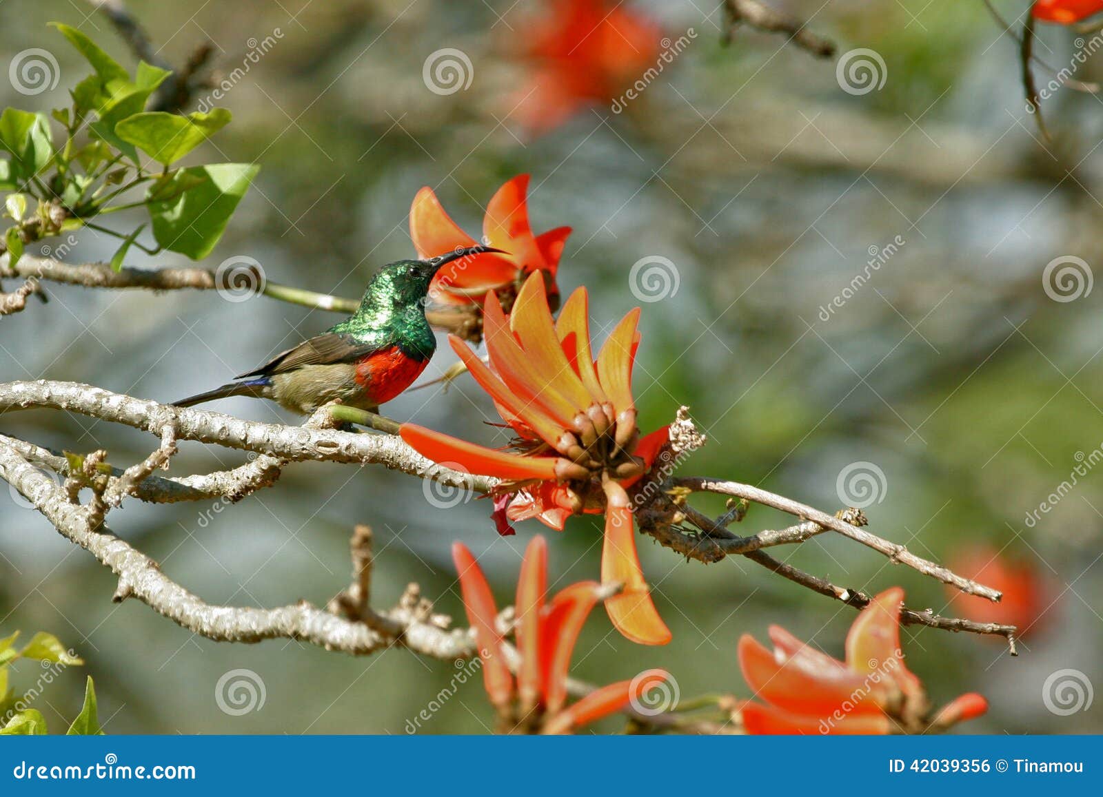 Oiseau Multicolore En Afrique Du Sud Photo stock - Image du multicolore ...