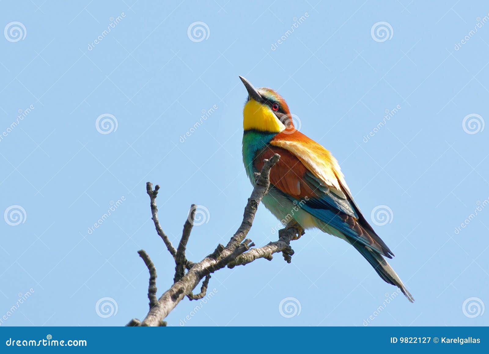 Oiseau rare de bee-eater image stock. Image du abeille - 9822127