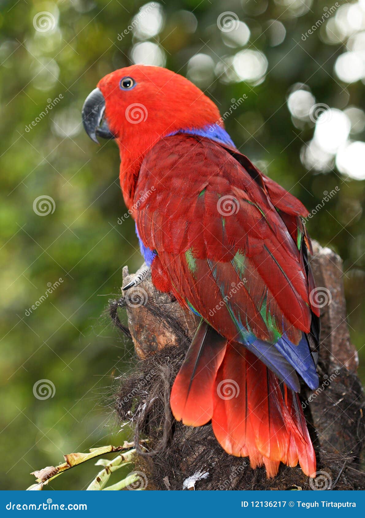 Oiseau rouge de perroquet image stock. Image du animaux - 12136217