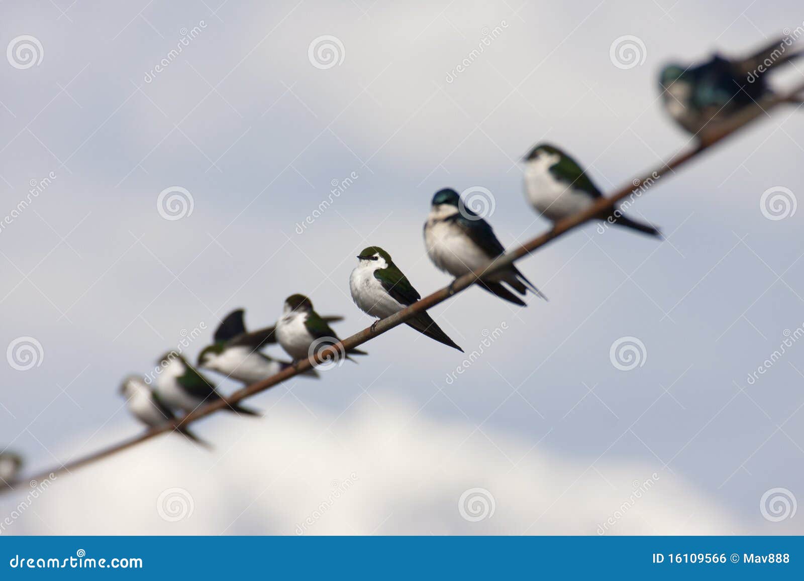 Oiseau sur un fil photo stock. Image du clavette, ciel - 16109566