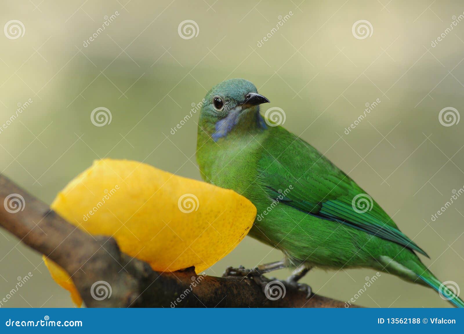 Oiseau vert photo stock. Image du arbre, oiseau, clair - 13562188