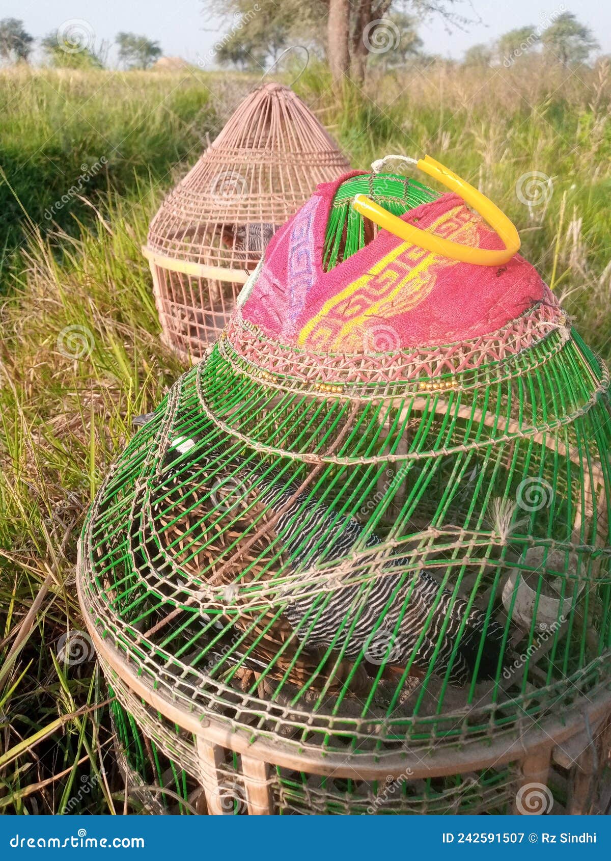 Oiseaux Cage Badin Ville Oiseaux Cage Perdrix Noir Image stock - Image ...