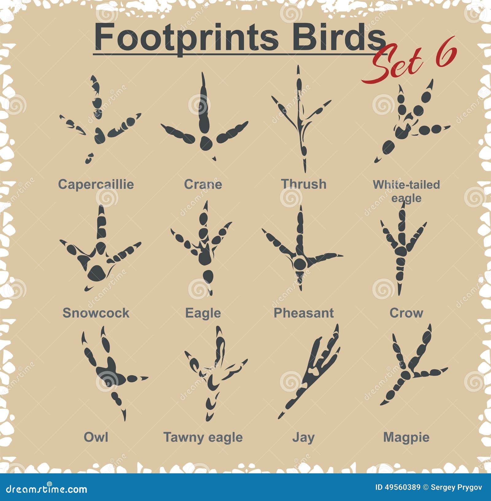 Oiseaux D'empreintes De Pas - Ensemble De Vecteur Illustration Stock ...