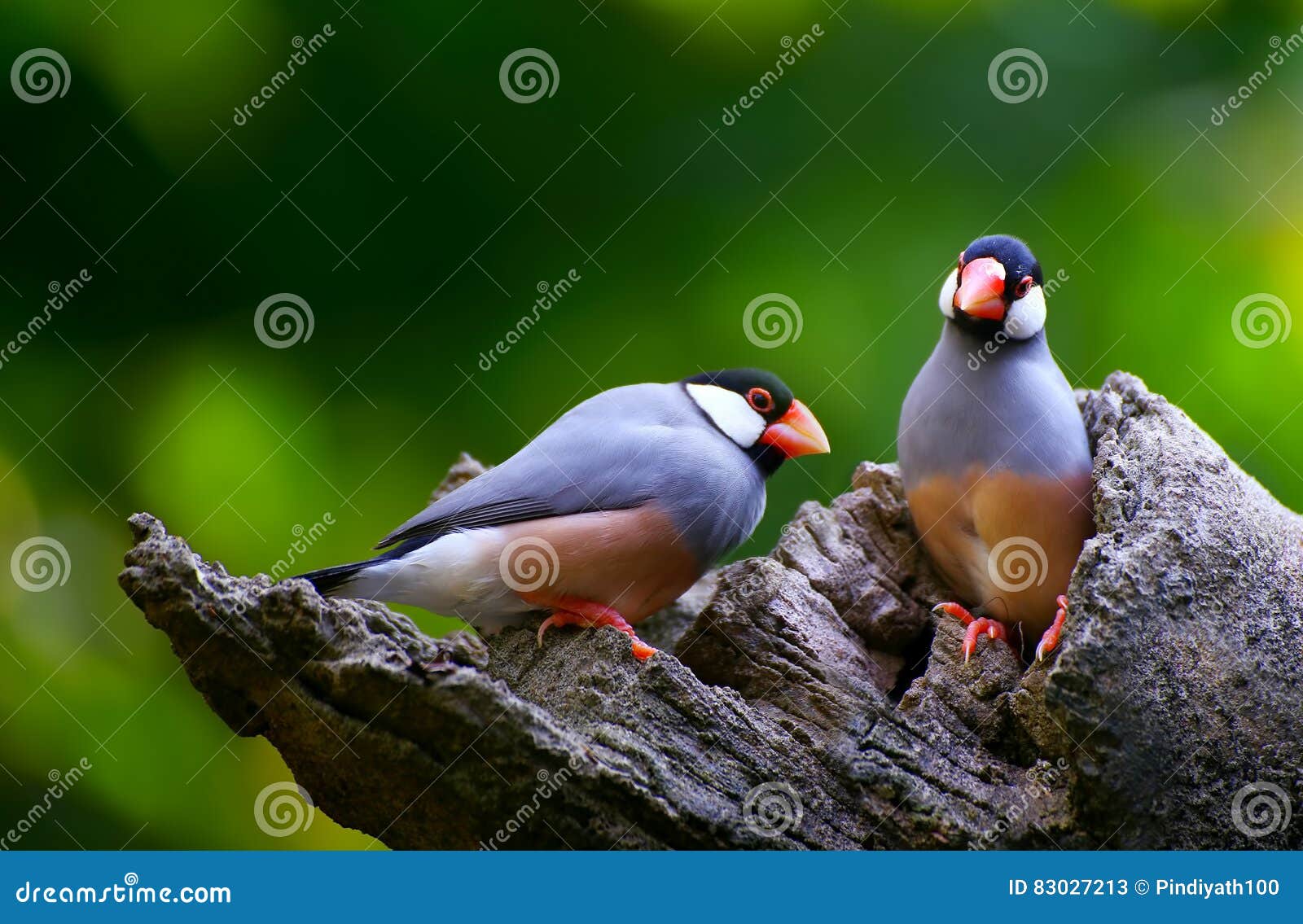 Oiseaux de moineau de Java image stock. Image du nature - 83027213