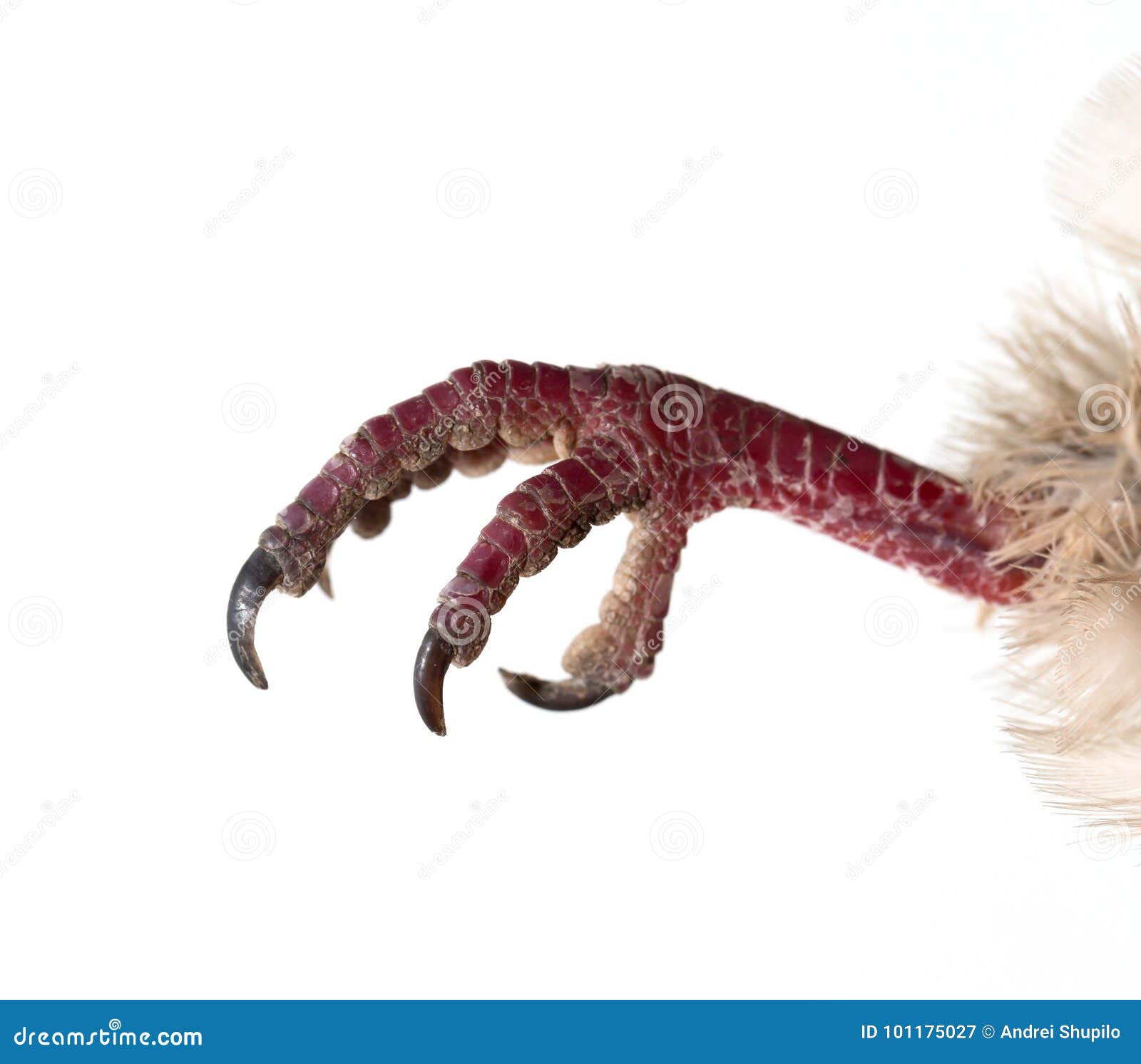 Oiseaux de patte Macro image stock. Image du faune, pattes - 101175027