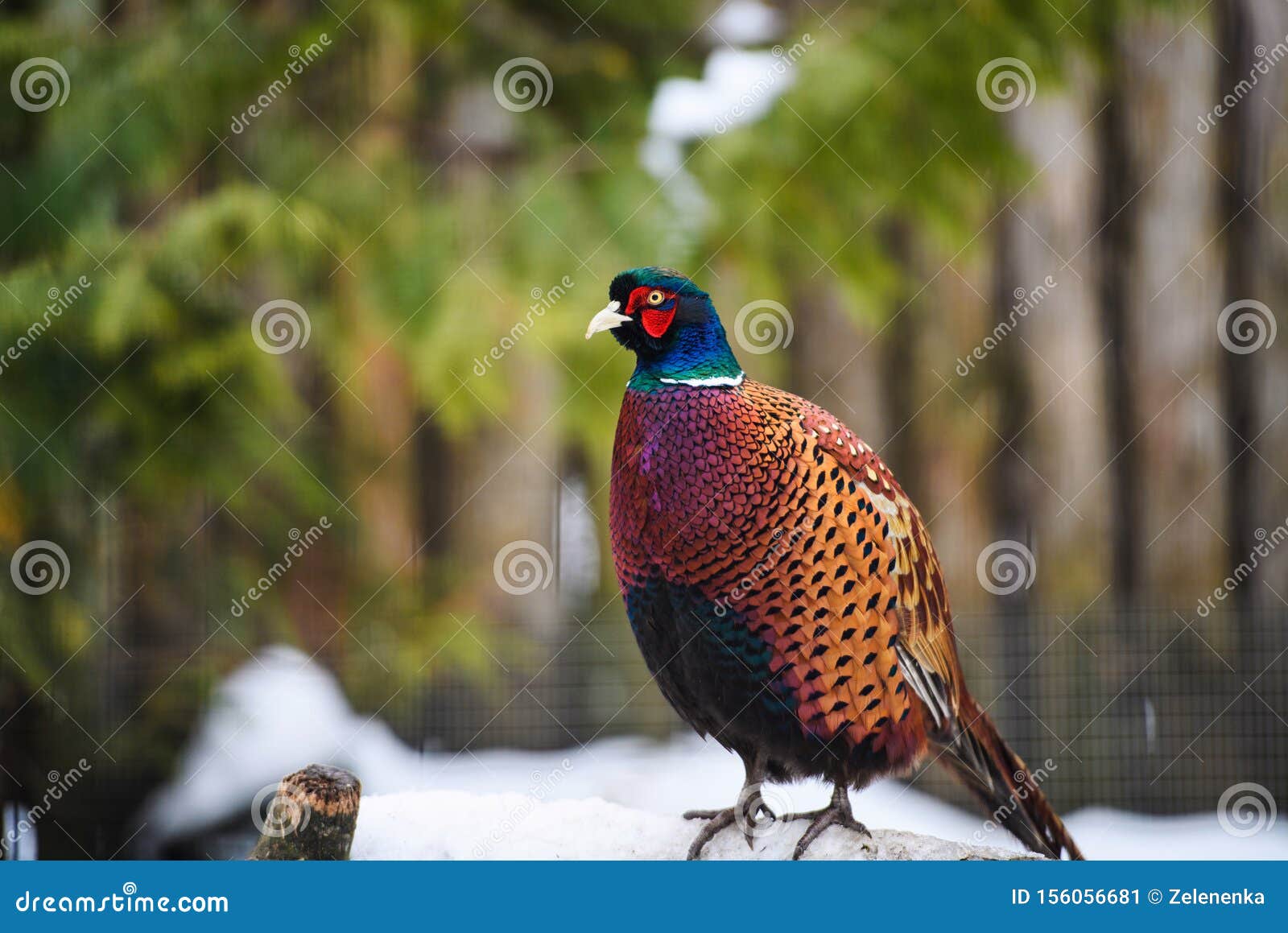 Oiseaux - Faisan Commun (Phasianus Colchicus Image stock - Image du ...