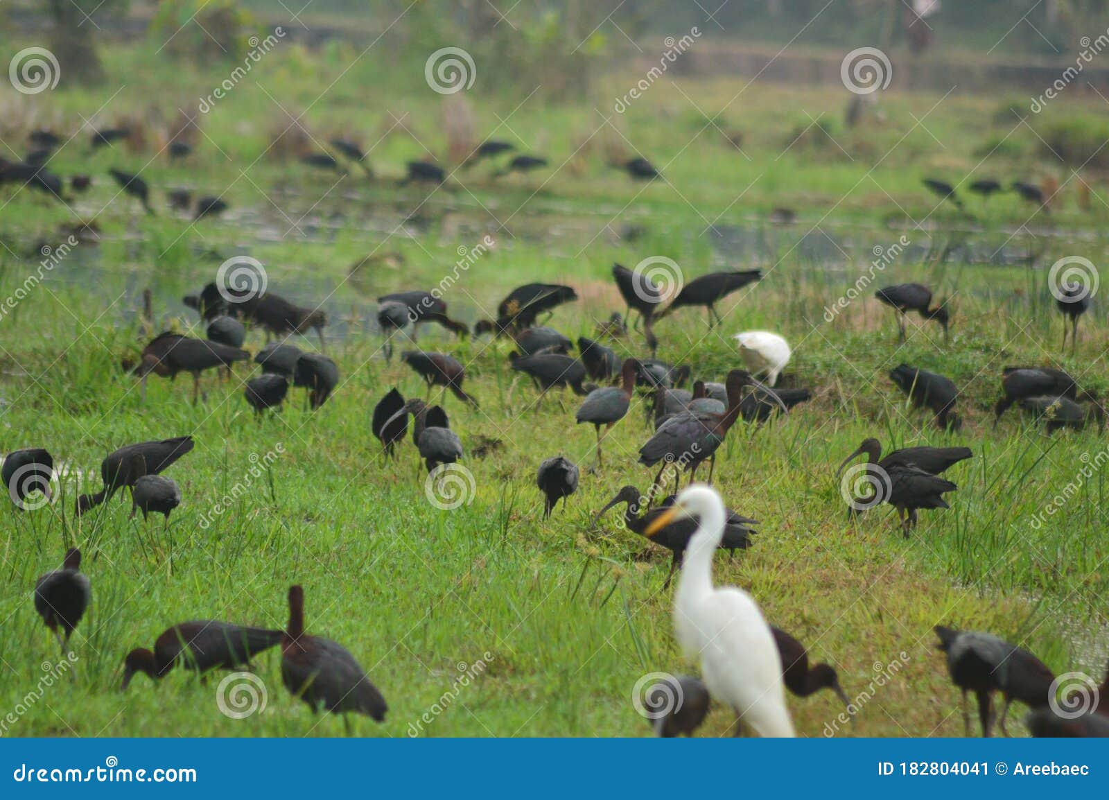 Oiseaux sur la chasse image stock. Image du animal, marécage - 182804041