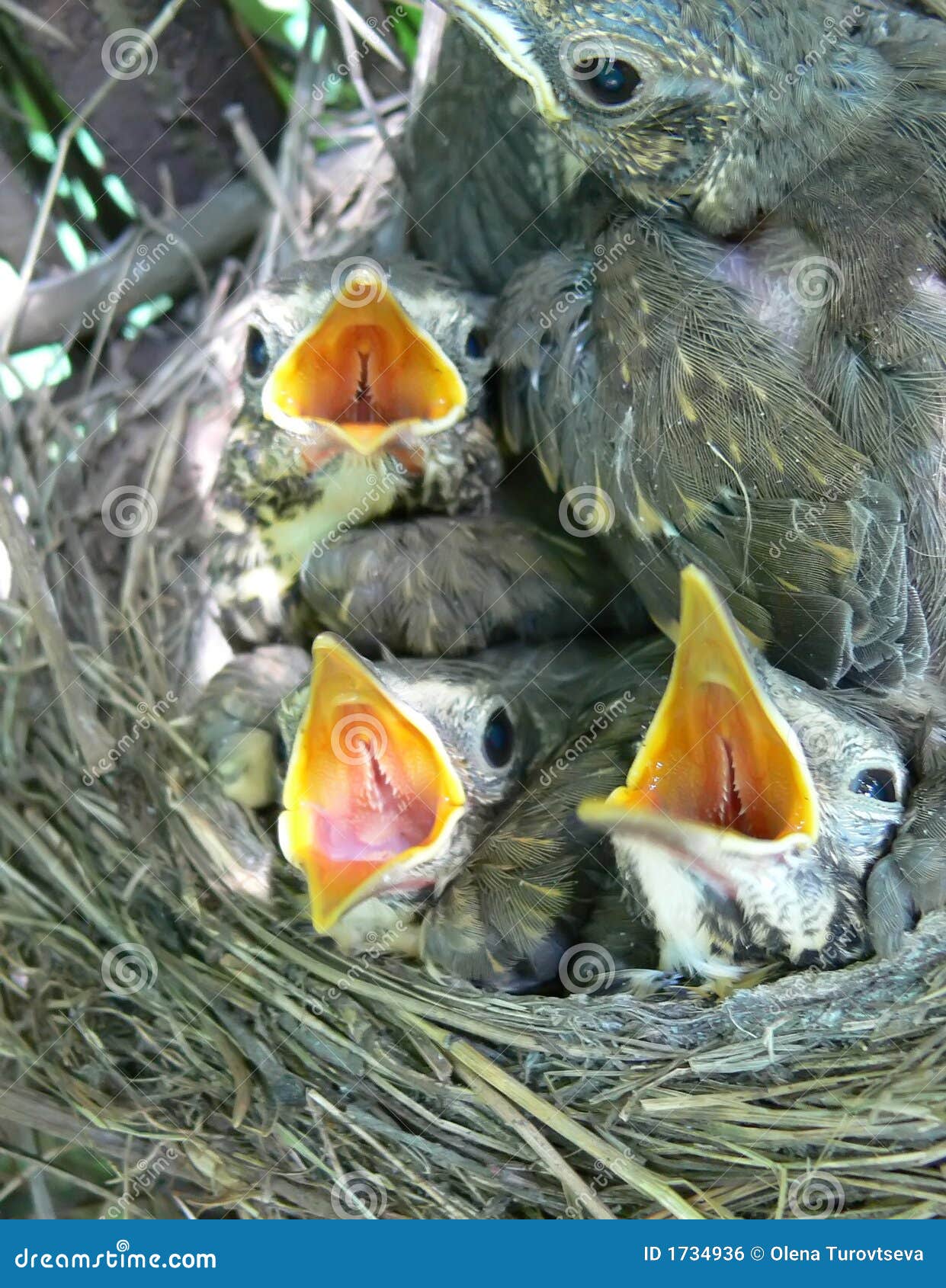 Oisillons De Grive Musicienne Photo stock - Image du grive, jardin: 1734936