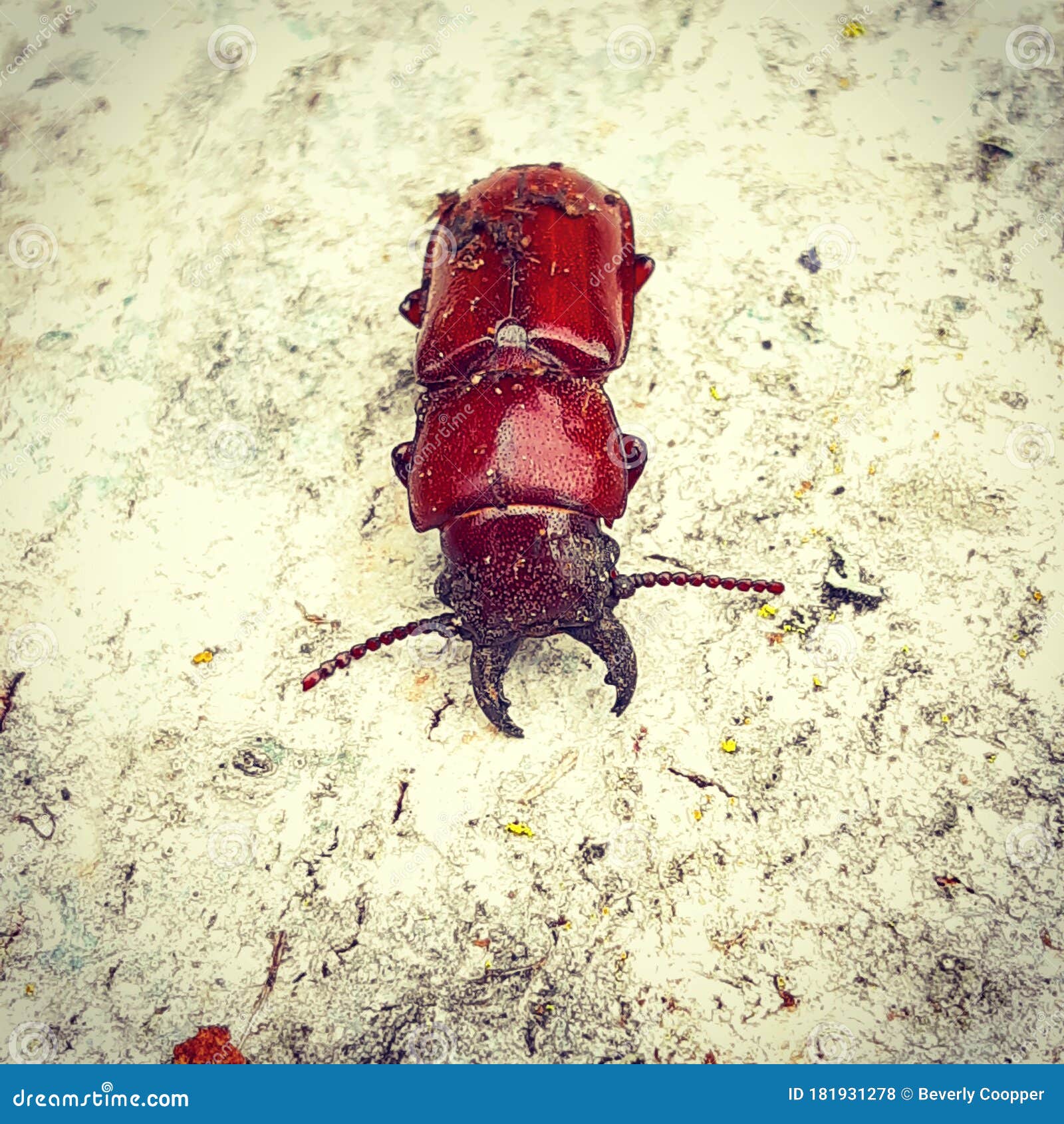 Ojiva roja foto de archivo. Imagen de hoja, insecto - 181931278