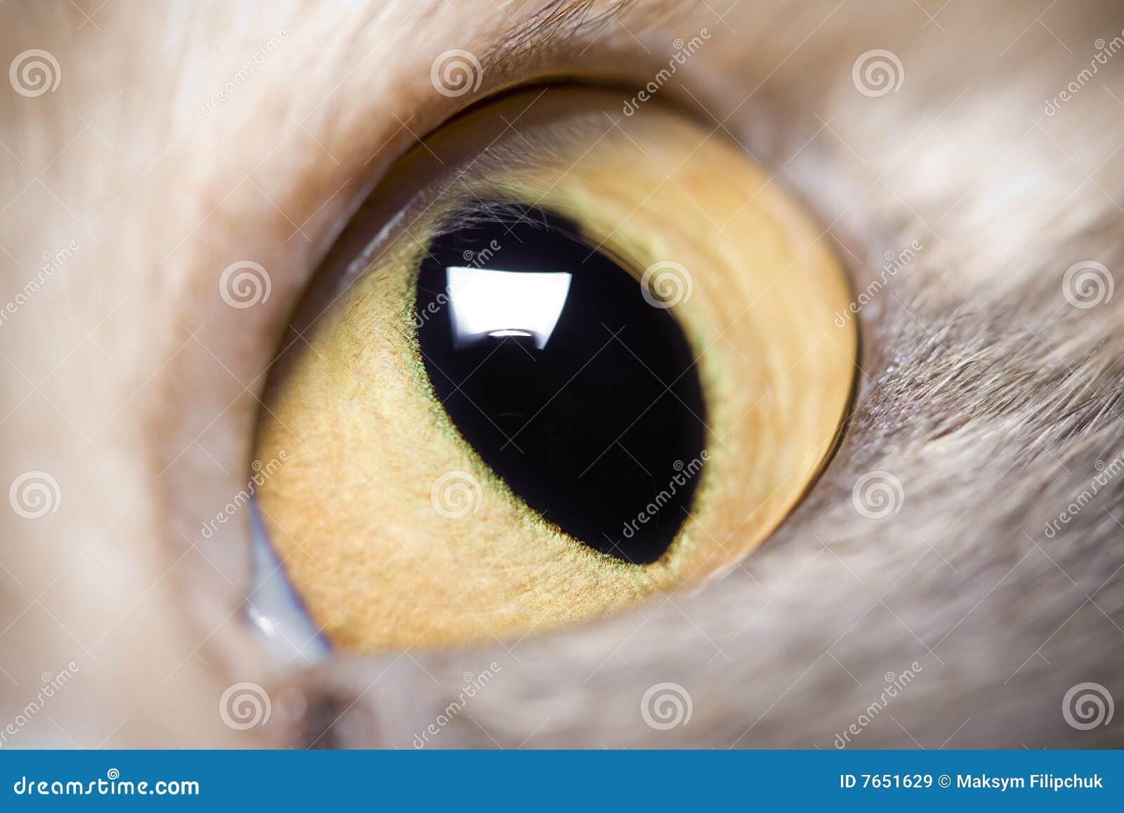 Ojo animal imagen de archivo. Imagen de amarillo, cierre - 7651629