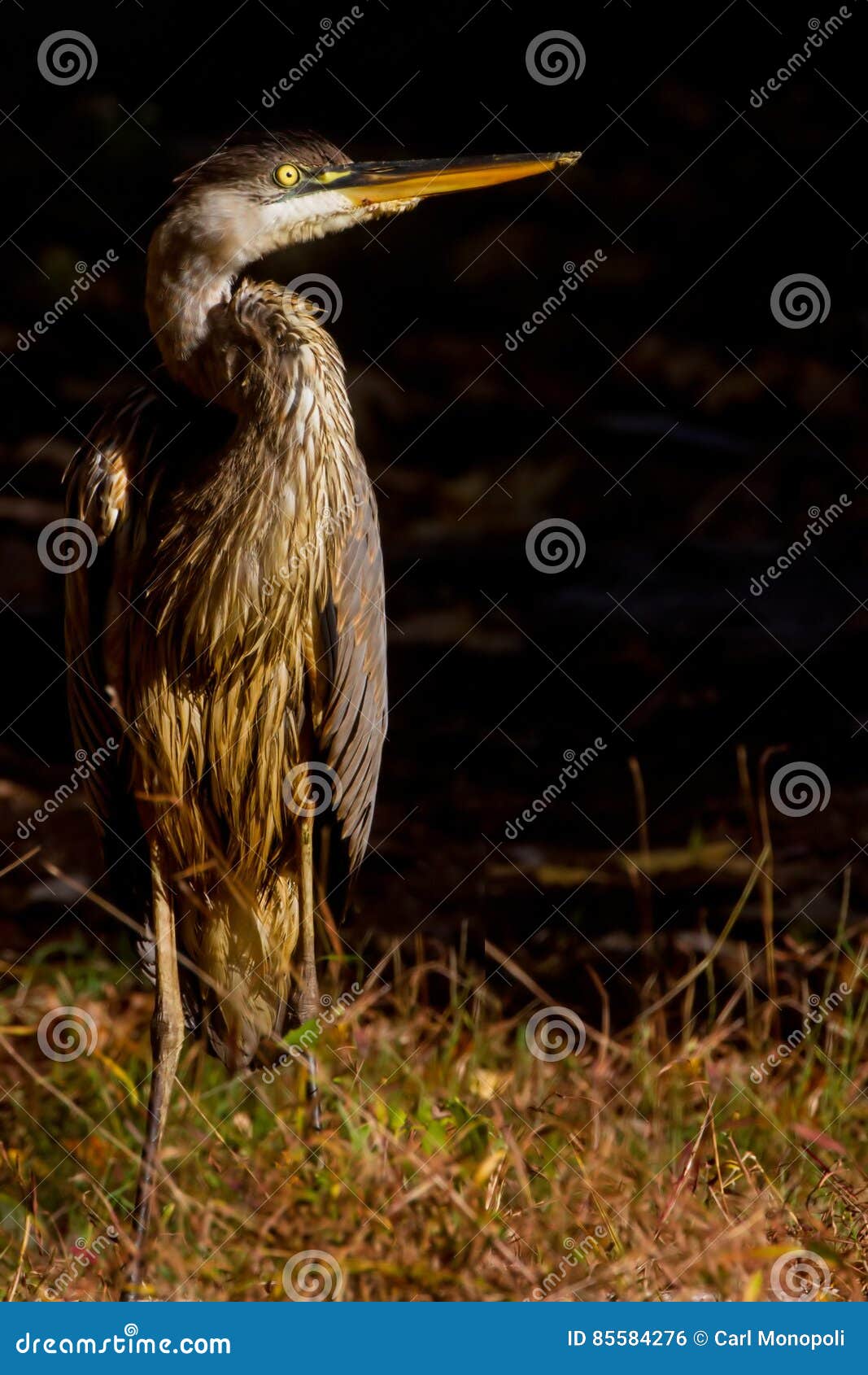 Ojo brillante de la garza foto de archivo. Imagen de exterior - 85584276